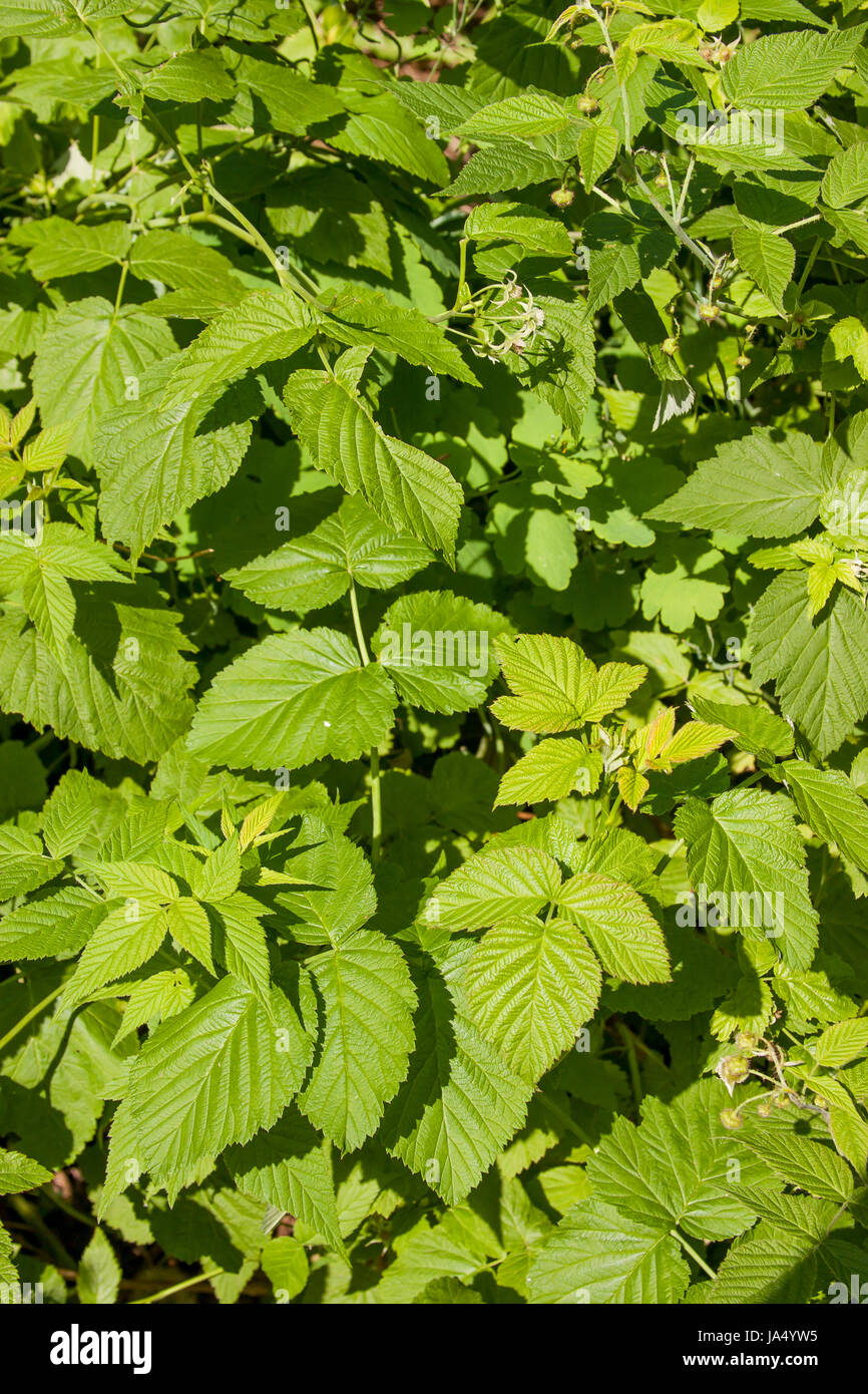 bushes of raspberry growing in a vegetable garden Stock Photo - Alamy