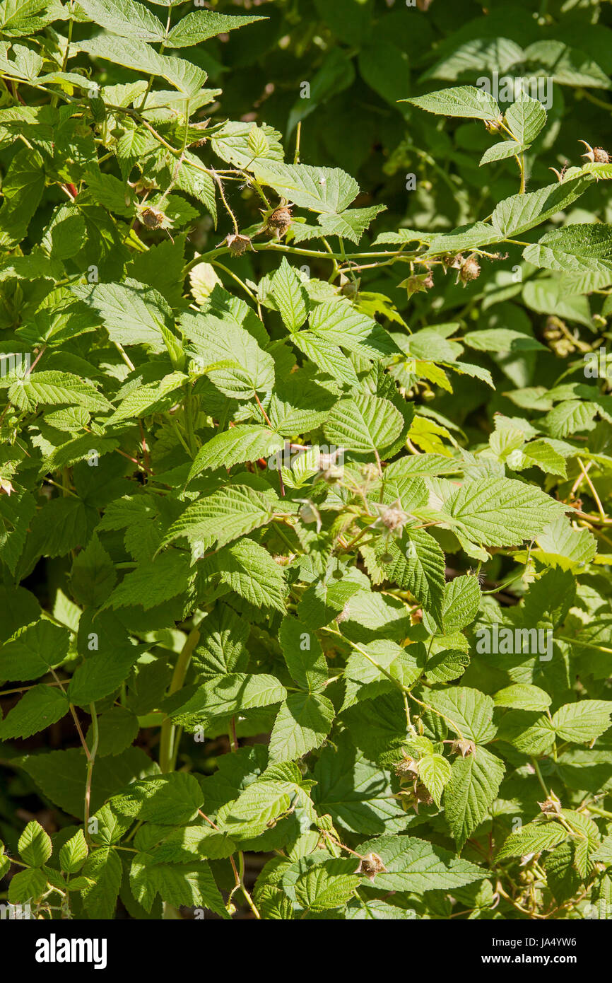 bushes of raspberry growing in a vegetable garden Stock Photo - Alamy