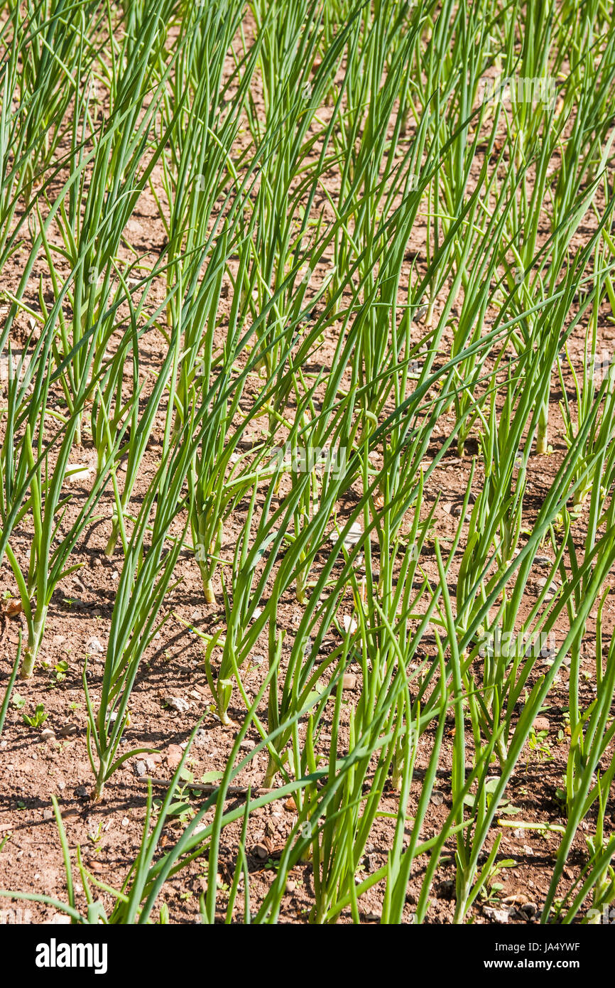 spring onions grow on a bed in a vegetable garden Stock Photo - Alamy