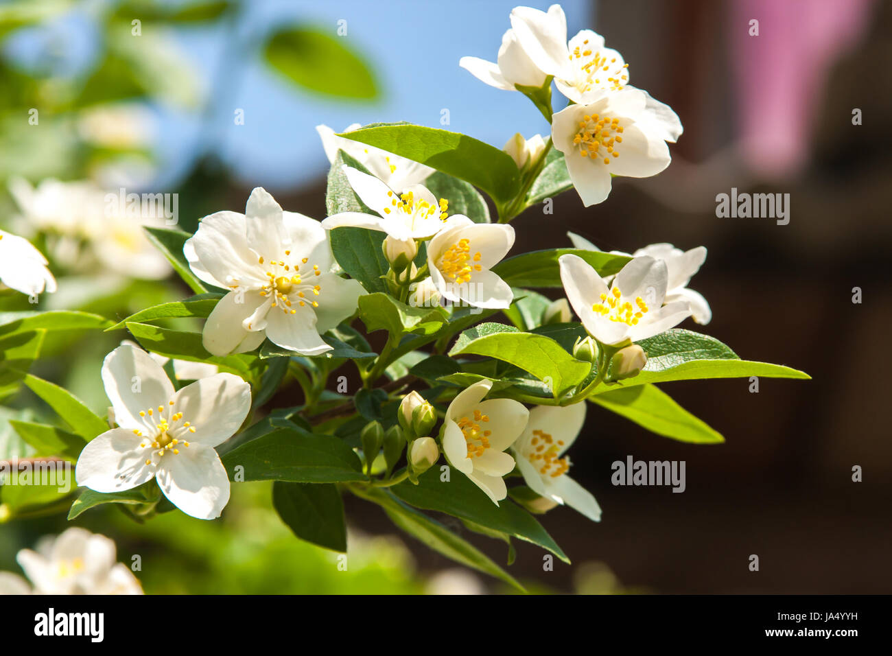 beautiful bush of flowering jasmin in a vegetable garden Stock Photo ...