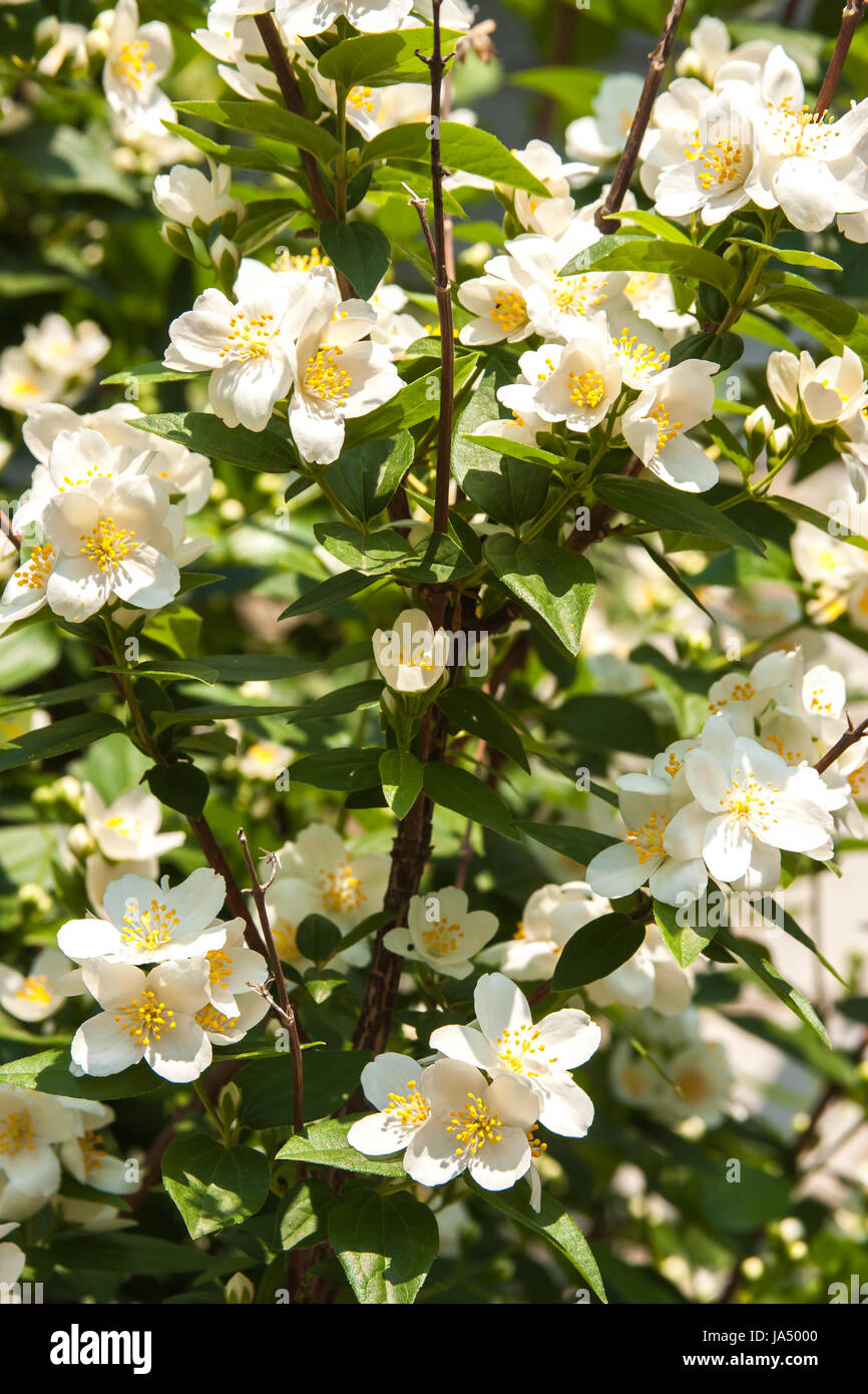 beautiful bush of flowering jasmin in a vegetable garden Stock Photo ...