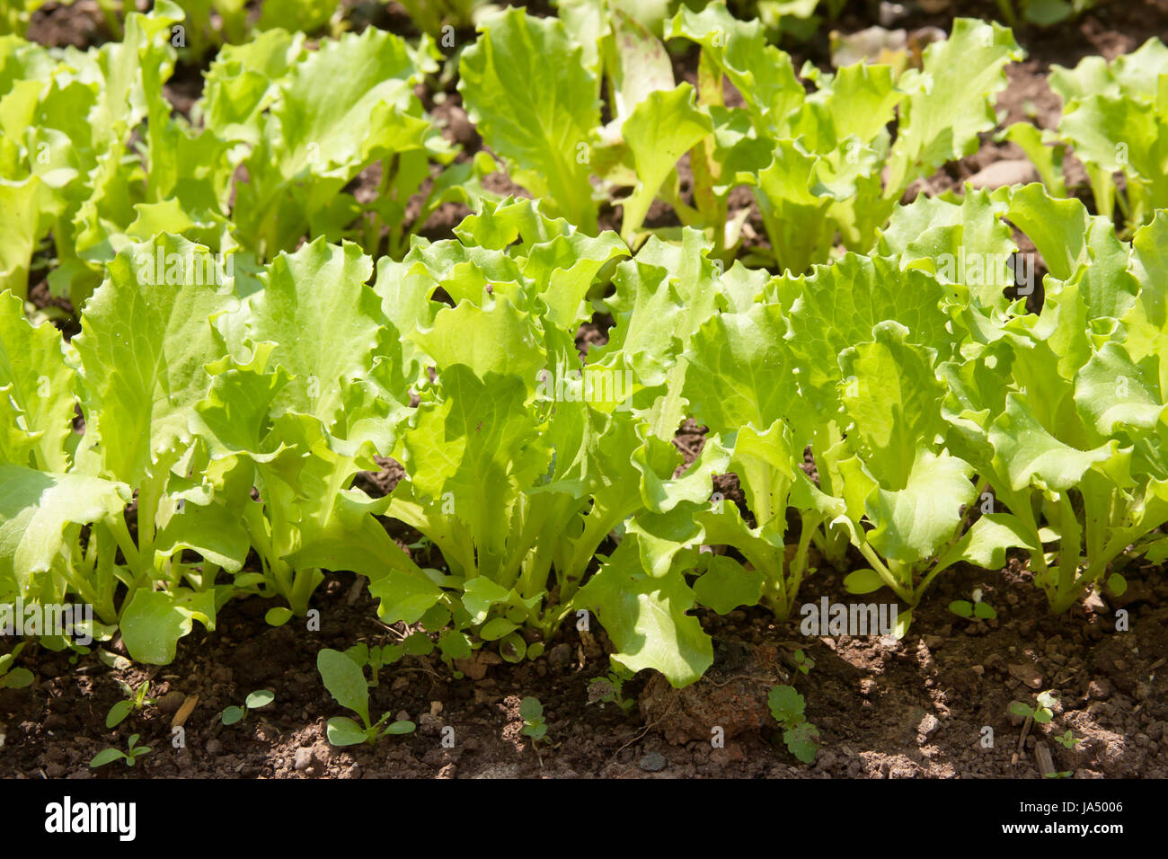 green sheet lettuce grows on a bed in a vegetable garden Stock Photo ...