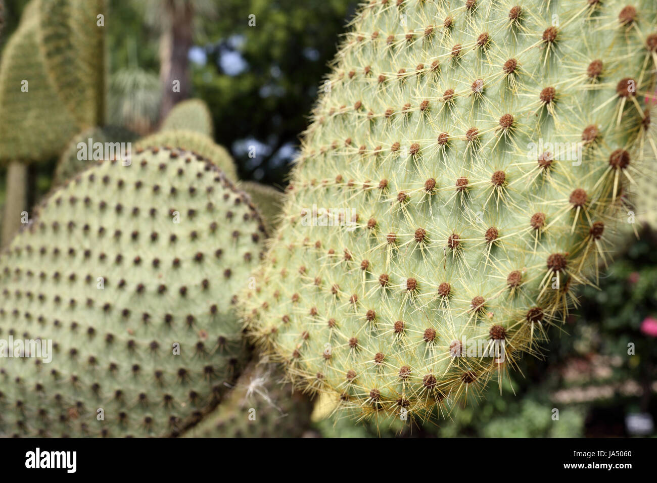 cactus, plant, detail, flora, botany, thorn, spines, mexico, nature ...