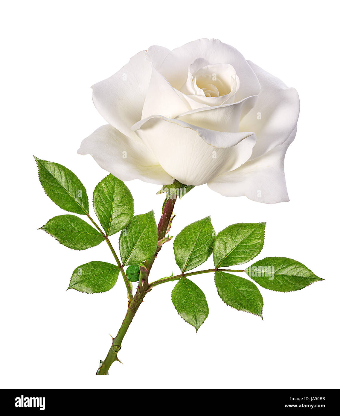 white rose isolated on white background Stock Photo - Alamy