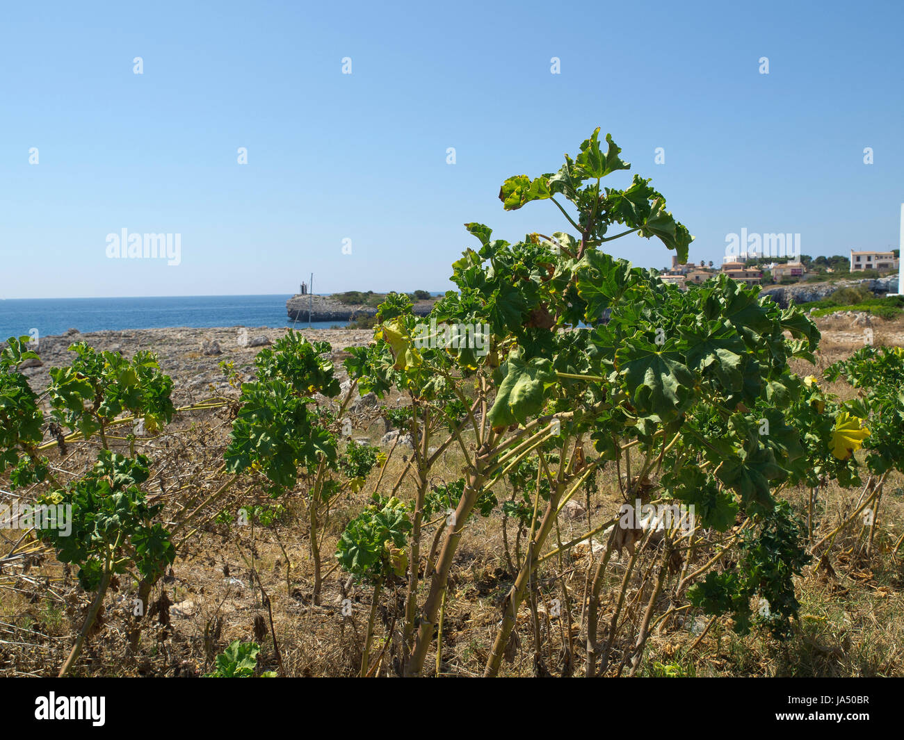 beach, seaside, the beach, seashore, mallorca, water, mediterranean ...