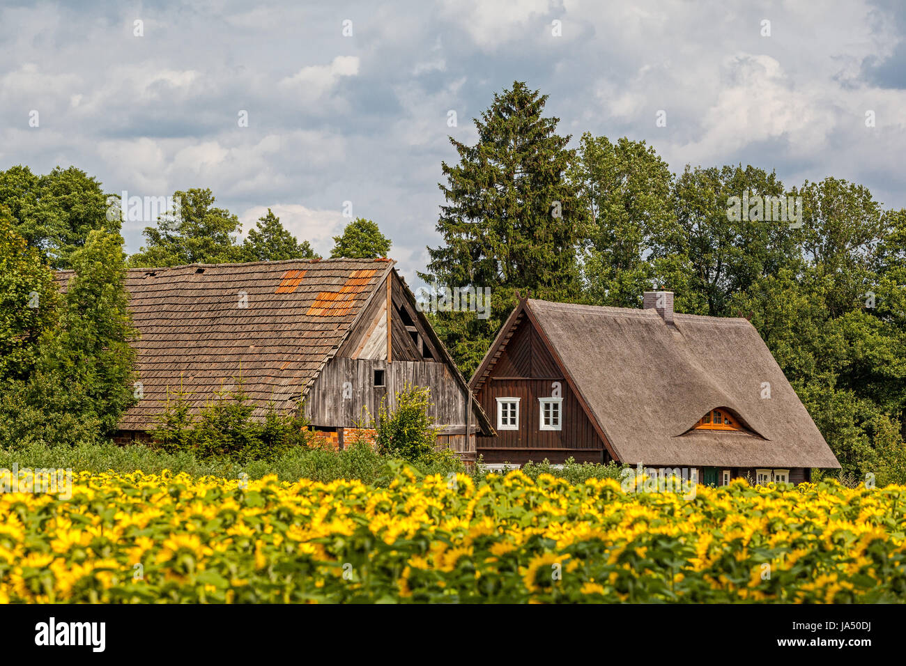 house, building, field, flower, flowers, plant, blossoms, farmhouse ...