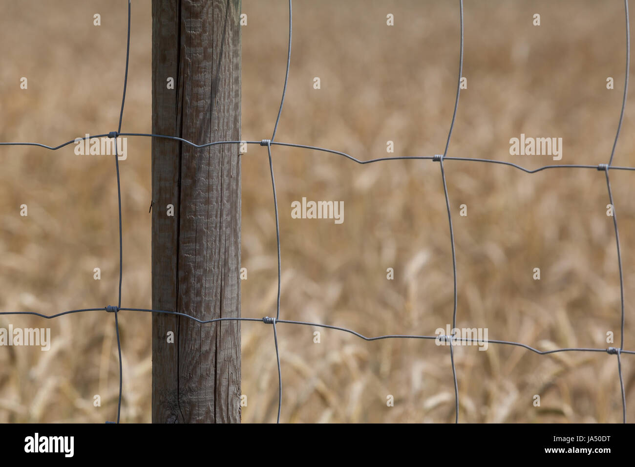 field, grain, corn field, barrier, grain field, cereal, agriculture ...