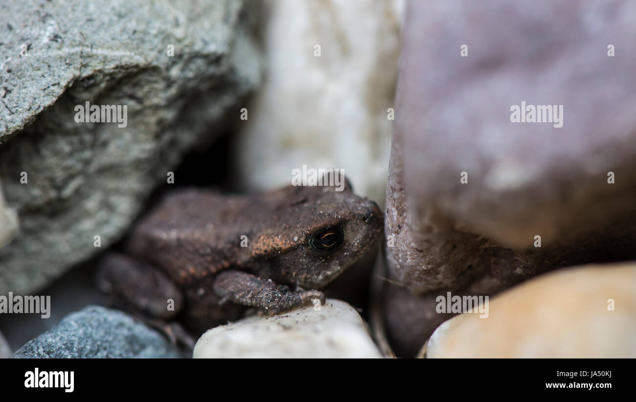 a frog in the gravel 2 Stock Photo - Alamy