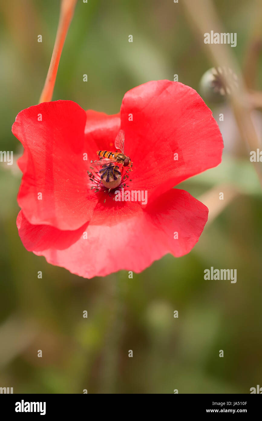 poppy with a hoverfly in detail Stock Photo - Alamy