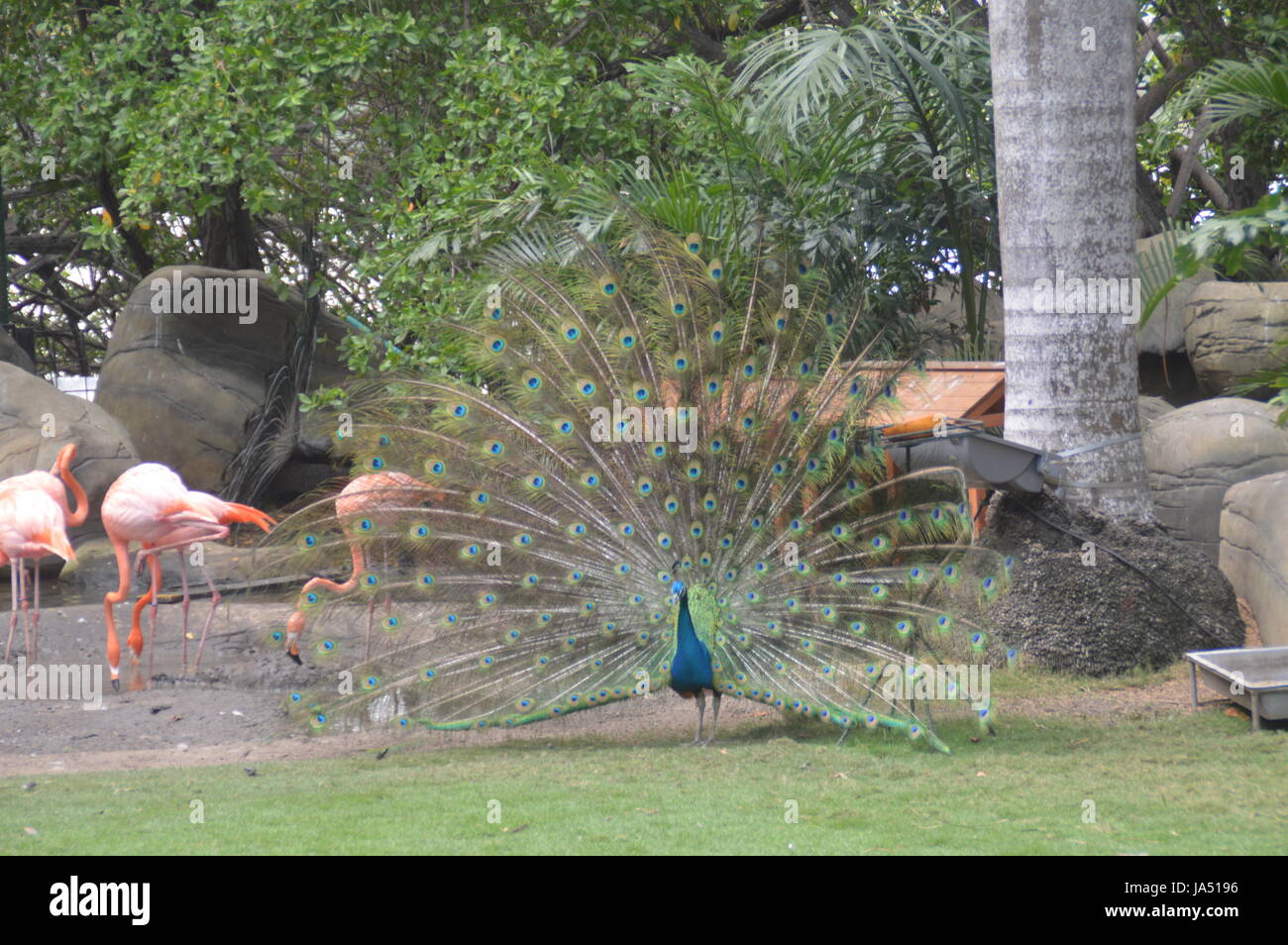 Nice coloured birds hi-res stock photography and images - Alamy