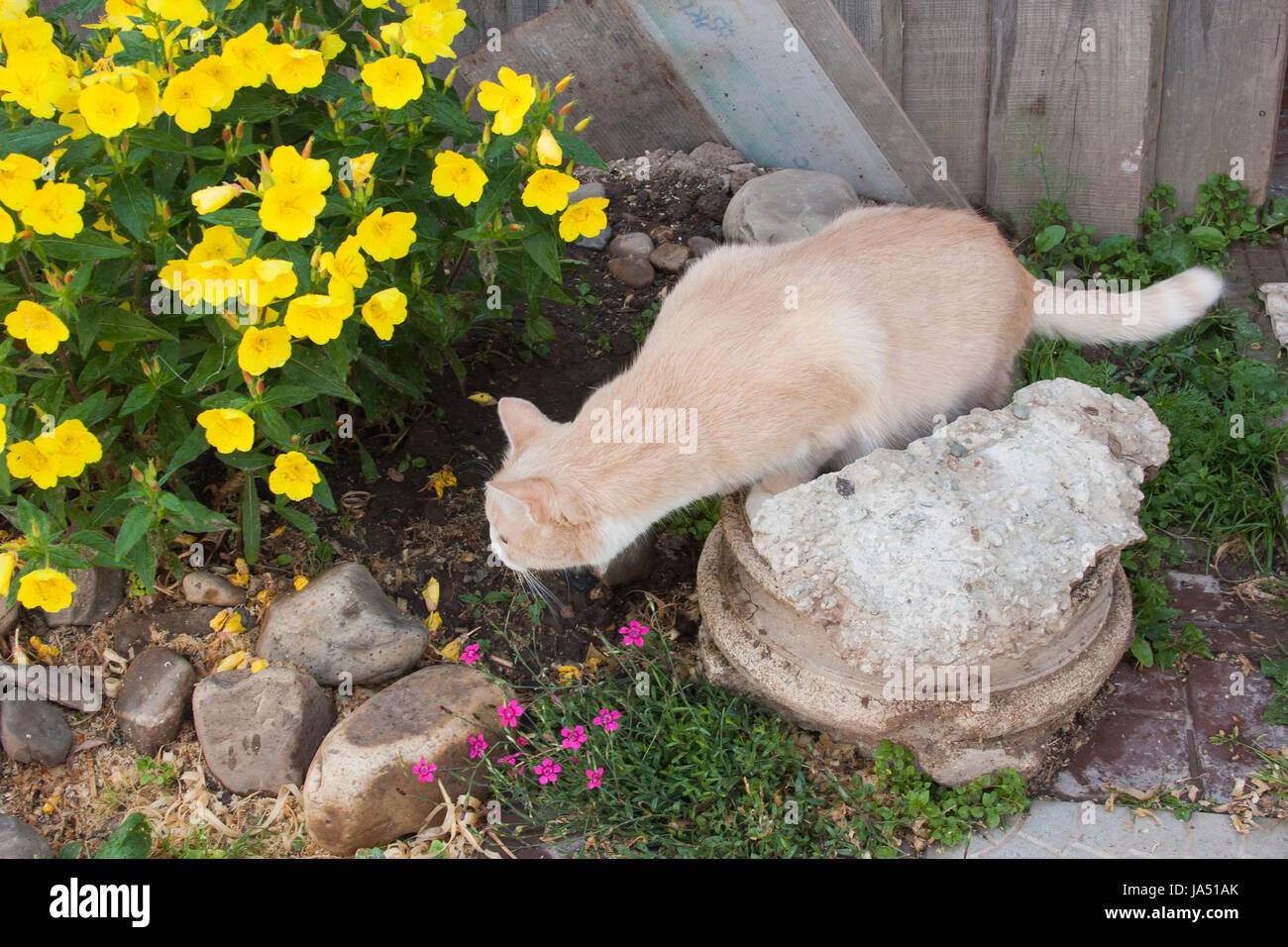Suburban cat hi-res stock photography and images - Alamy