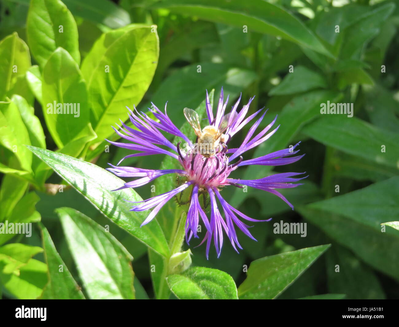 blue, bloom, blossom, flourish, flourishing, cyan, medicinal plant ...