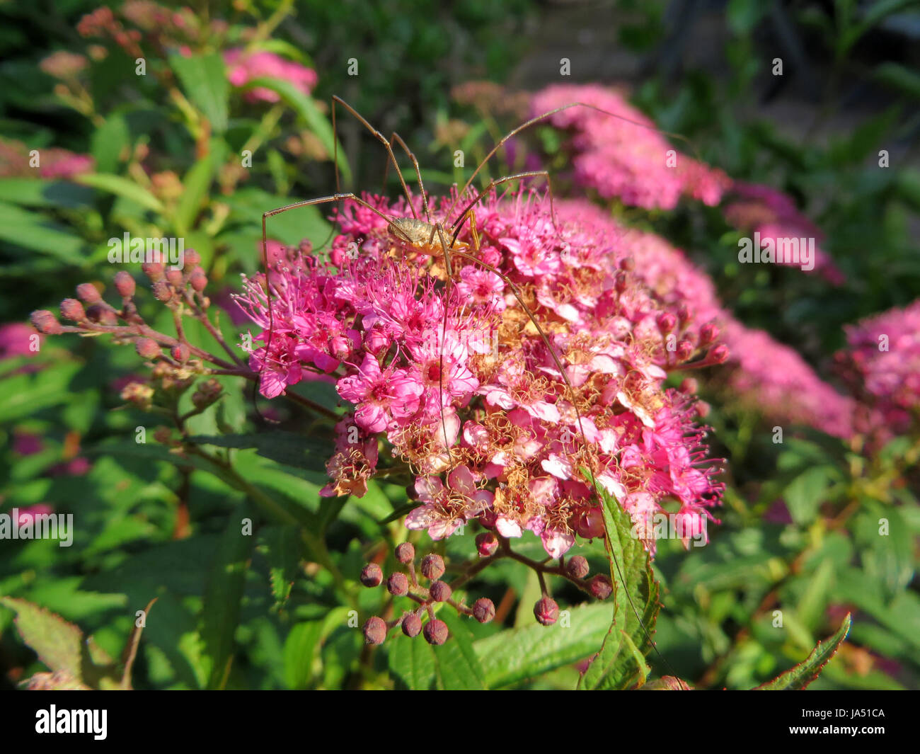 Japanese spiraea hedge hi-res stock photography and images - Alamy