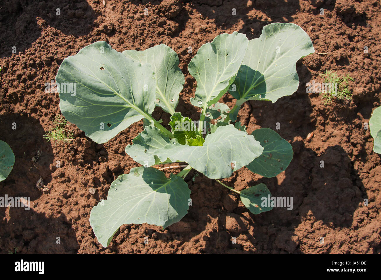a cabbage grows on a bed on a suburban area in a sunny day Stock Photo ...