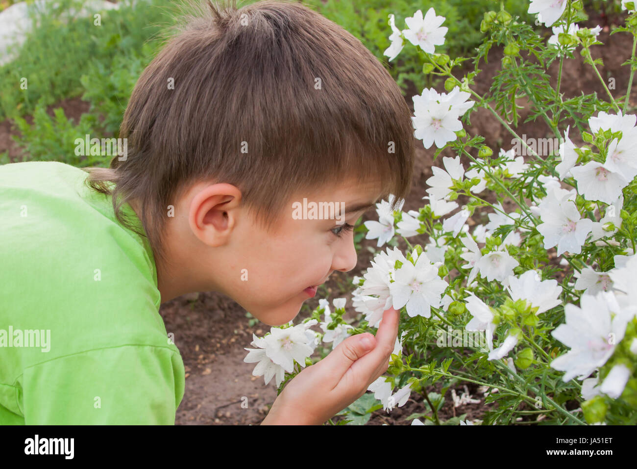 Child smells flowers hi-res stock photography and images - Alamy
