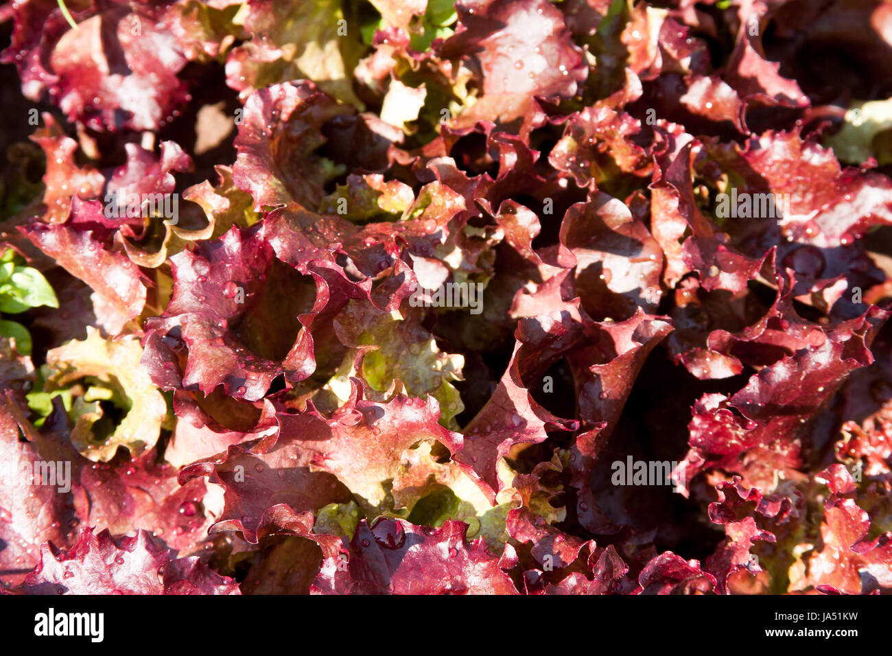 sheet lettuce grows on a bed on a suburban area in a sunny day Stock ...