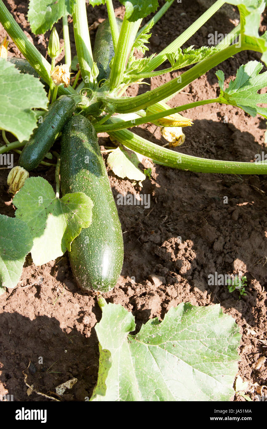 Vegetable marrows hi-res stock photography and images - Alamy