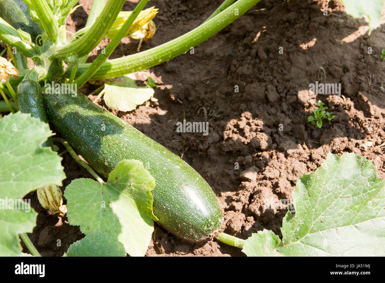 vegetable marrows grow on a bed on a suburban area in a sunny day Stock ...