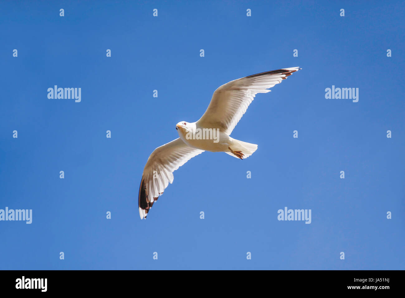blue, flight, bird, birds, blank, european, caucasian, denmark, water ...