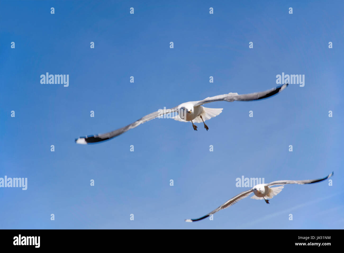 Denmark bird hi-res stock photography and images - Alamy