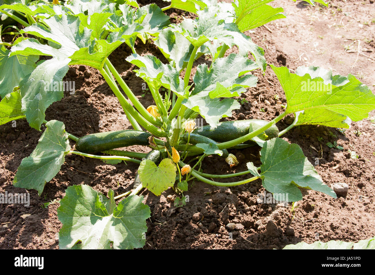 Growing marrows hi-res stock photography and images - Alamy