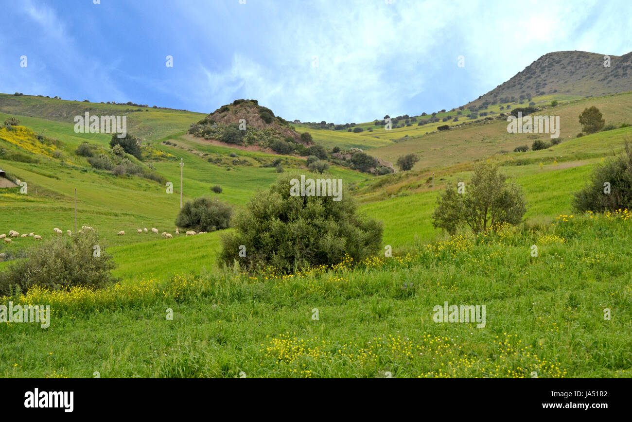 single, tree, hill, landscape, scenery, countryside, nature, minimalist ...