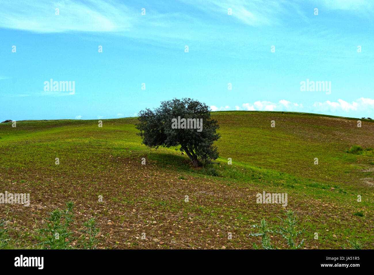 single, tree, hill, landscape, scenery, countryside, nature, minimalist ...