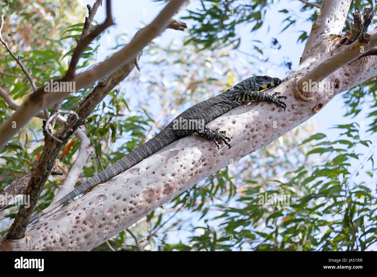 Australian tree goanna hi-res stock photography and images - Alamy
