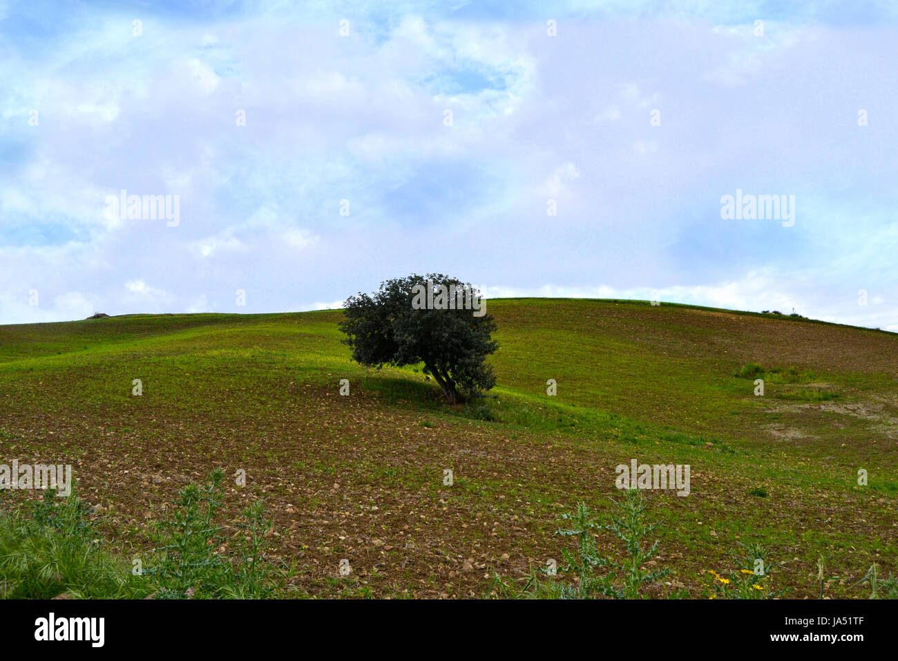 single, tree, hill, landscape, scenery, countryside, nature, minimalist ...