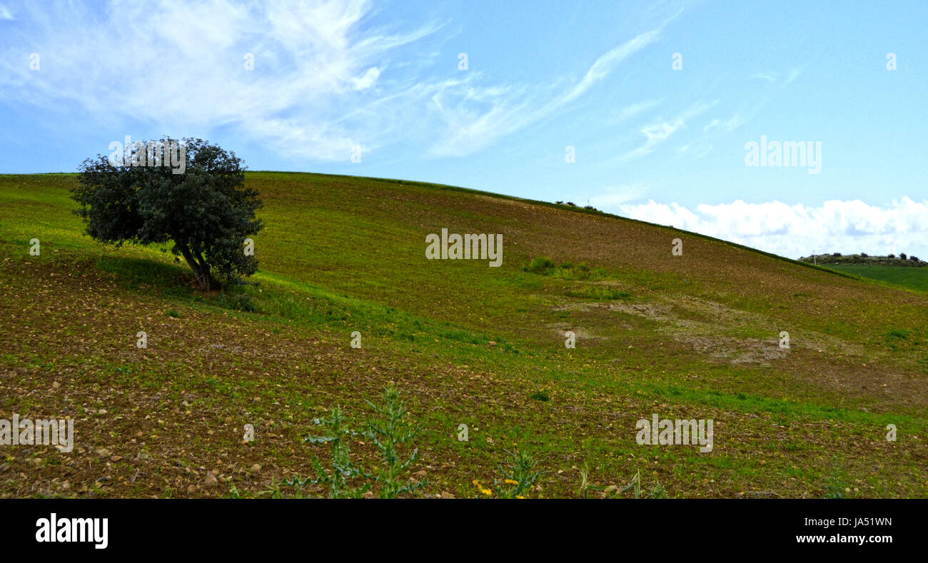 single, tree, hill, landscape, scenery, countryside, nature, minimalist ...
