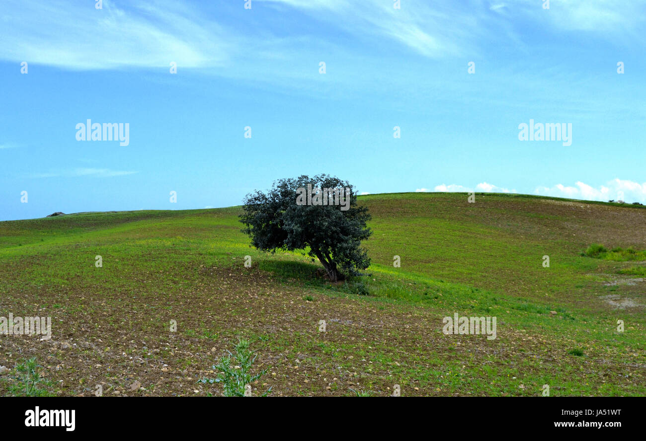 single, tree, hill, landscape, scenery, countryside, nature, minimalist ...