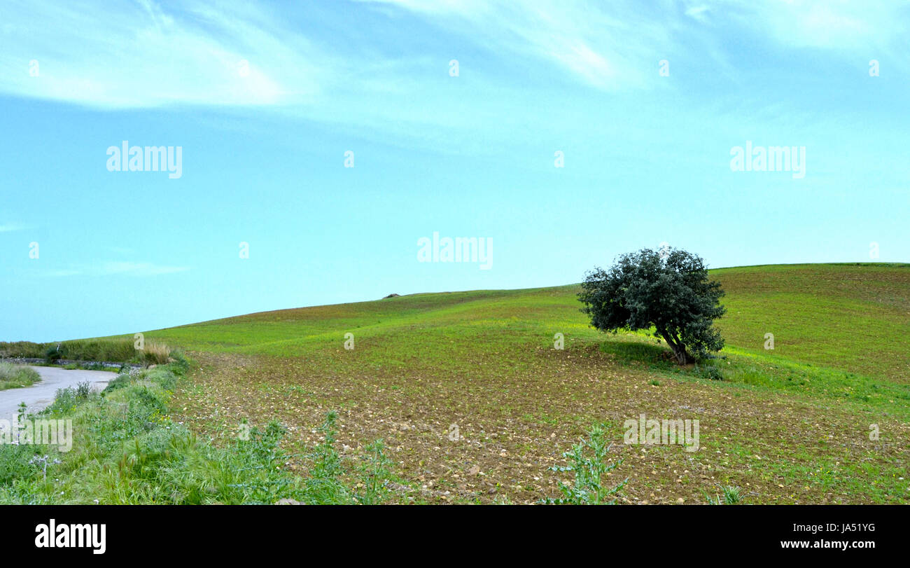 single, tree, hill, landscape, scenery, countryside, nature, minimalist ...