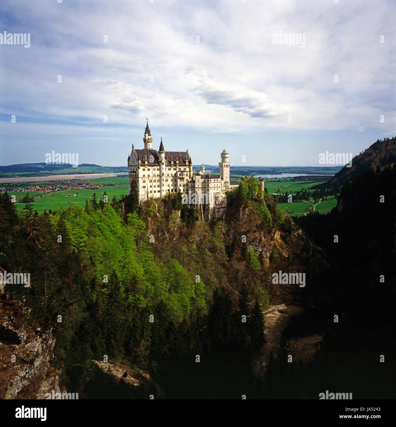 tree, trees, flower, flowers, plant, flora, europe, bavaria, germany ...