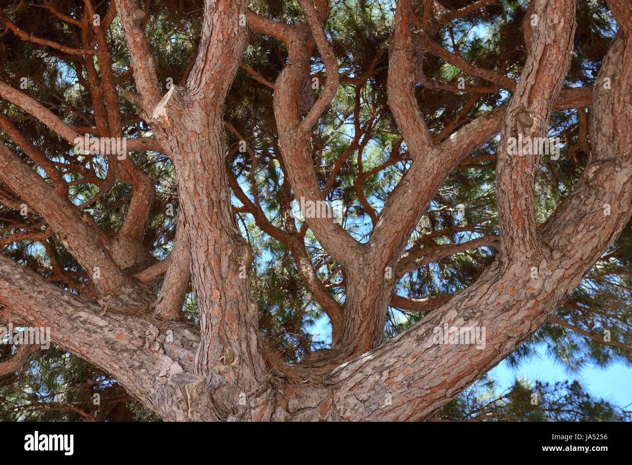 Mediterranean pine tree with complex pattern of branches Stock Photo ...