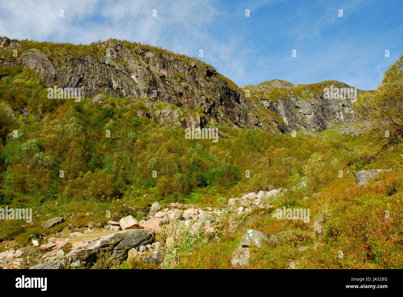 tree, trees, plant, rock, scree, norway, mountain, tree, trees ...
