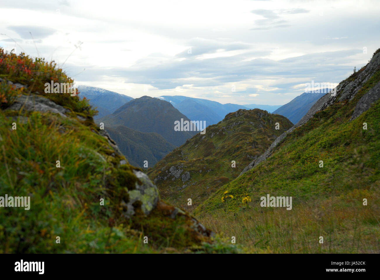 plant, summit, rock, norway, climax, peak, fjord, mountain, mountains ...