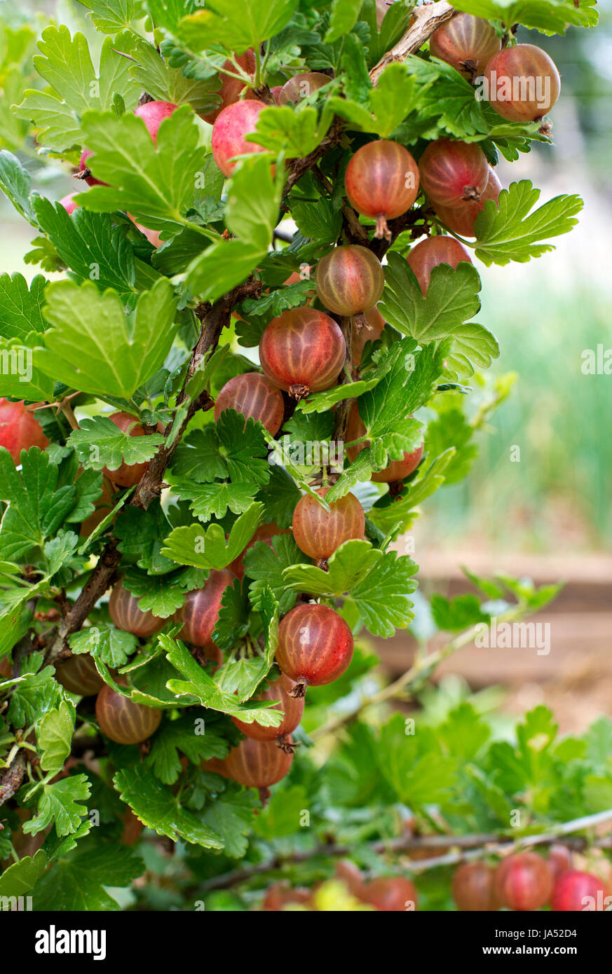 garden, fruit, berry, gooseberries, healthy, plant, food, aliment ...