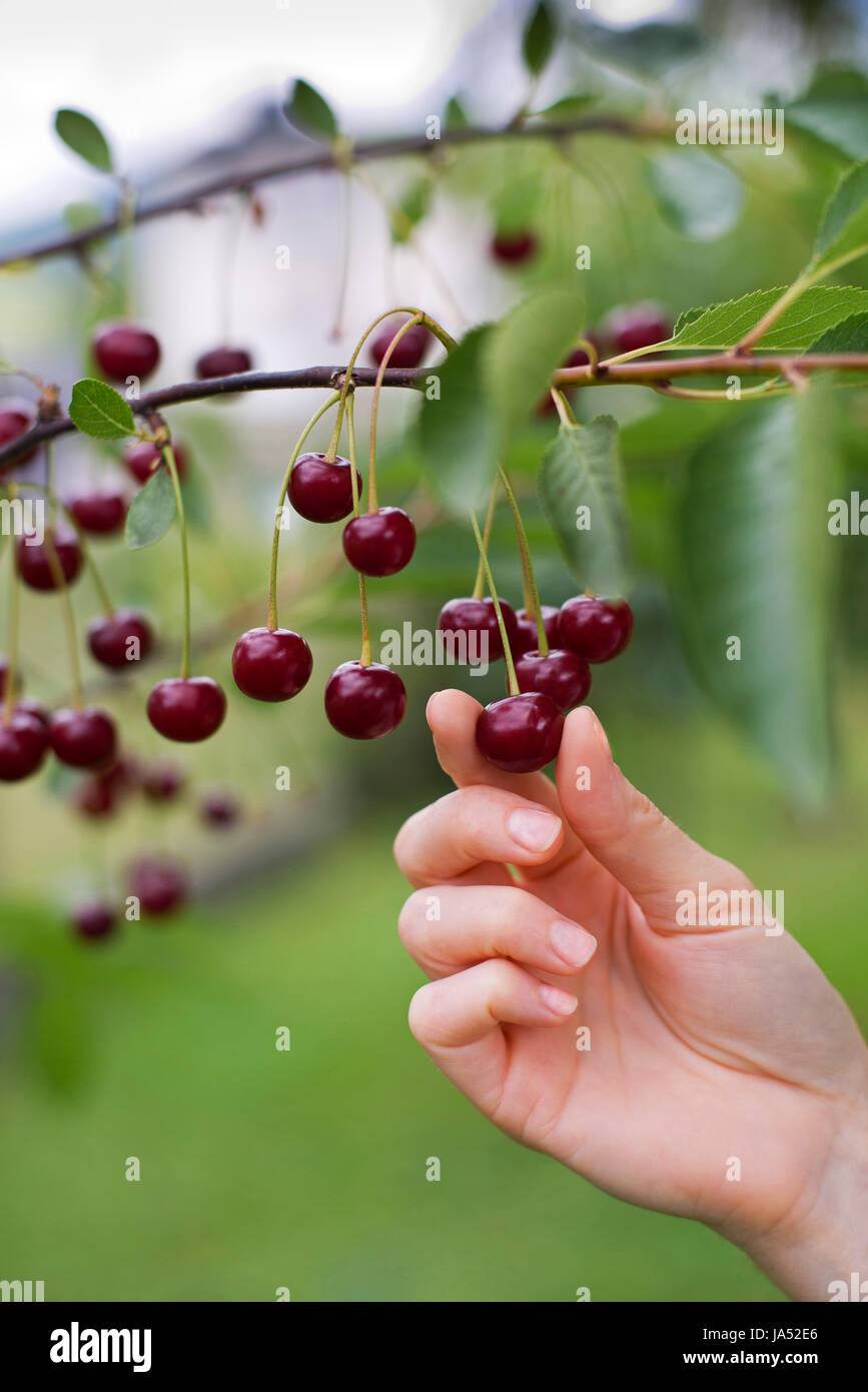 hand, closeup, tree, cherry, berry, cherries, picking, woman, pick ...