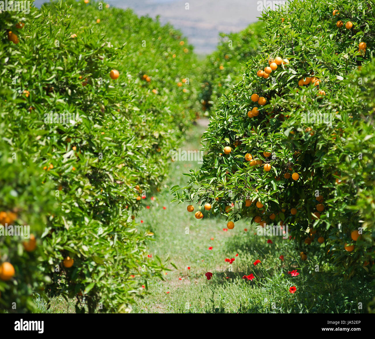 Orange Tree Orchard
