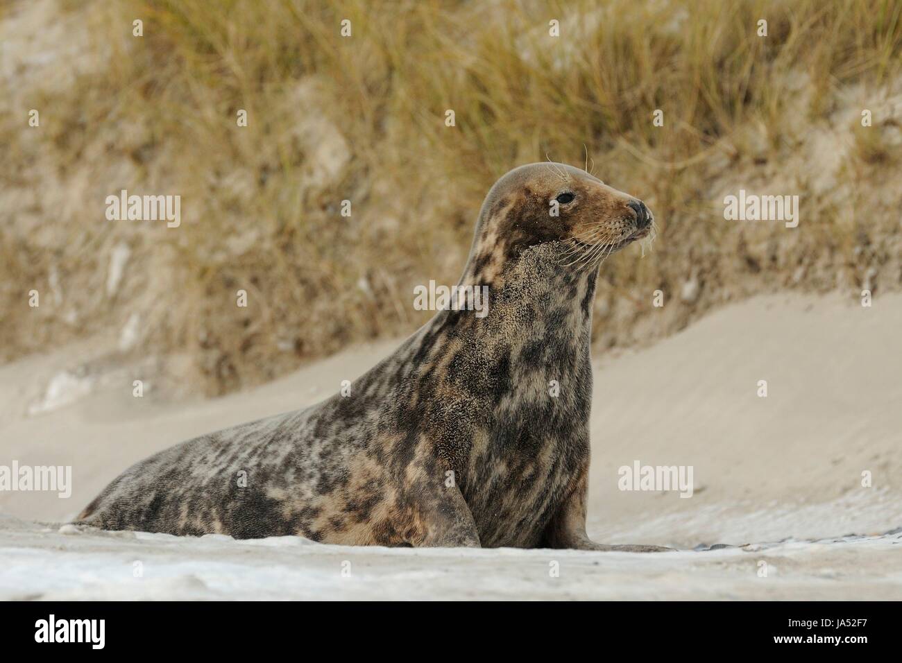 fur, skin, predator, seal, winter, wild, fur, skin, wildlife, predator ...