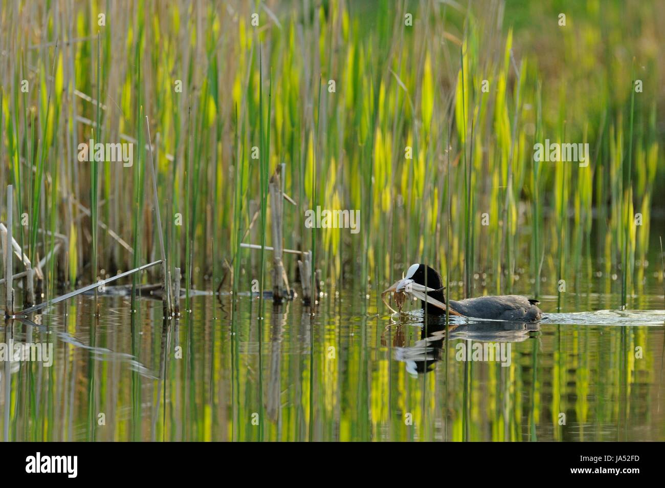 bird, birds, mirroring, nest, waterfowls, waterfowl, reed, swimming ...
