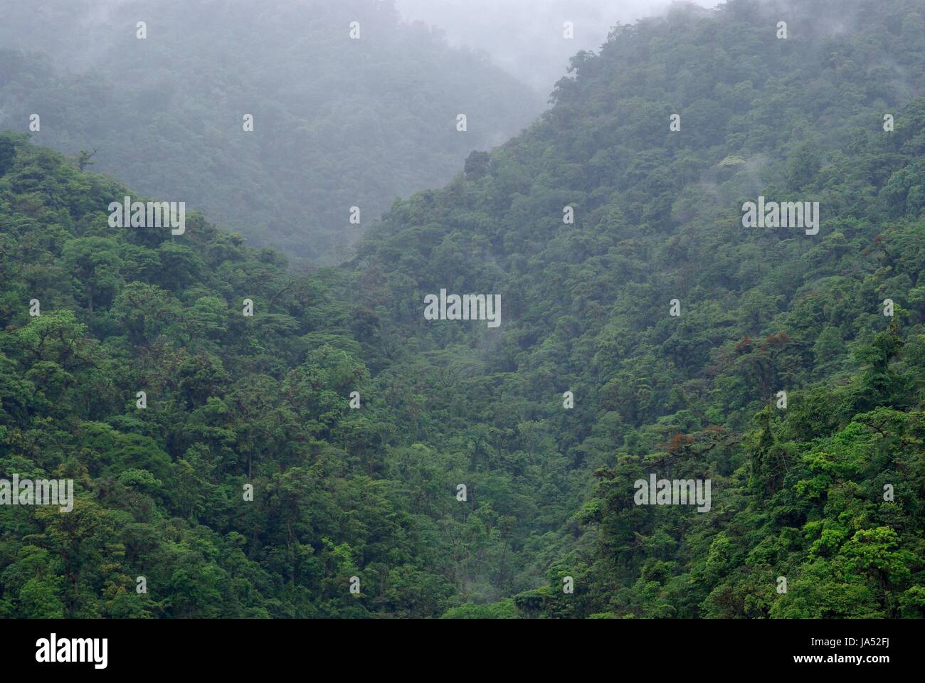 fog, central america, jungle, valley, rainforest, rain forest, tropics ...