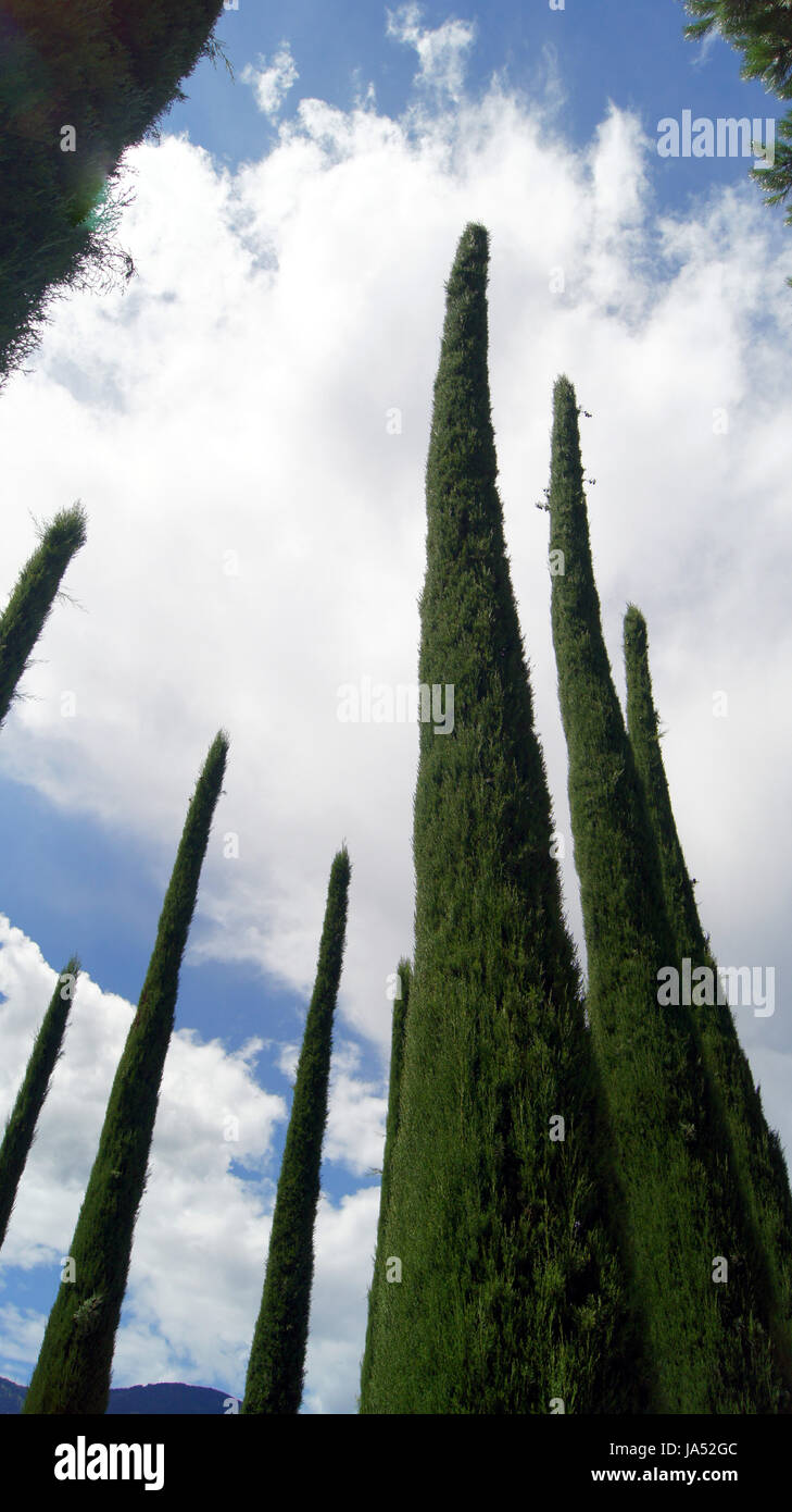 tree, botany, tuscany, shrub, cypress, tree, trees, park, garden, plant ...