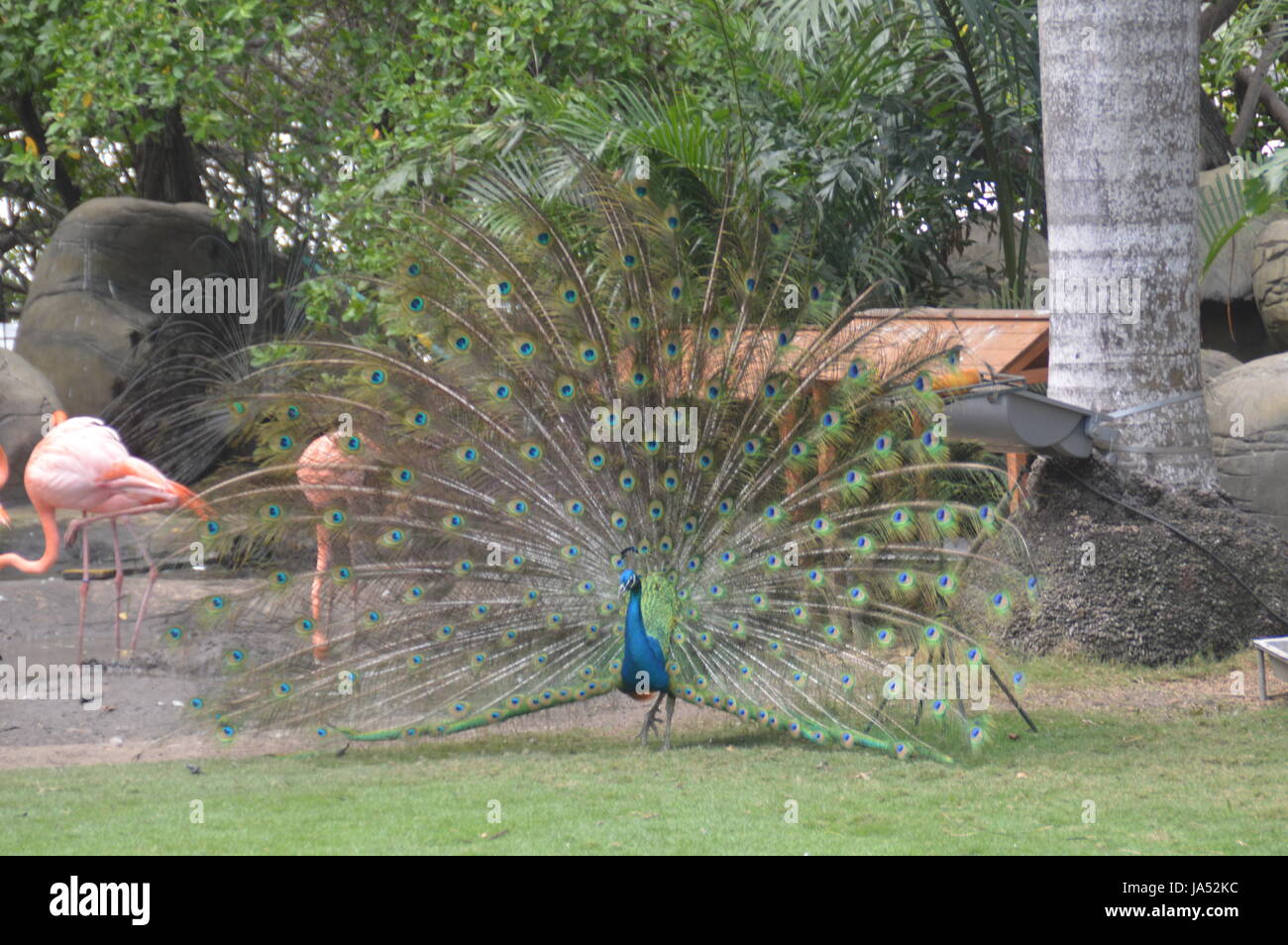Science of birds hi-res stock photography and images - Alamy