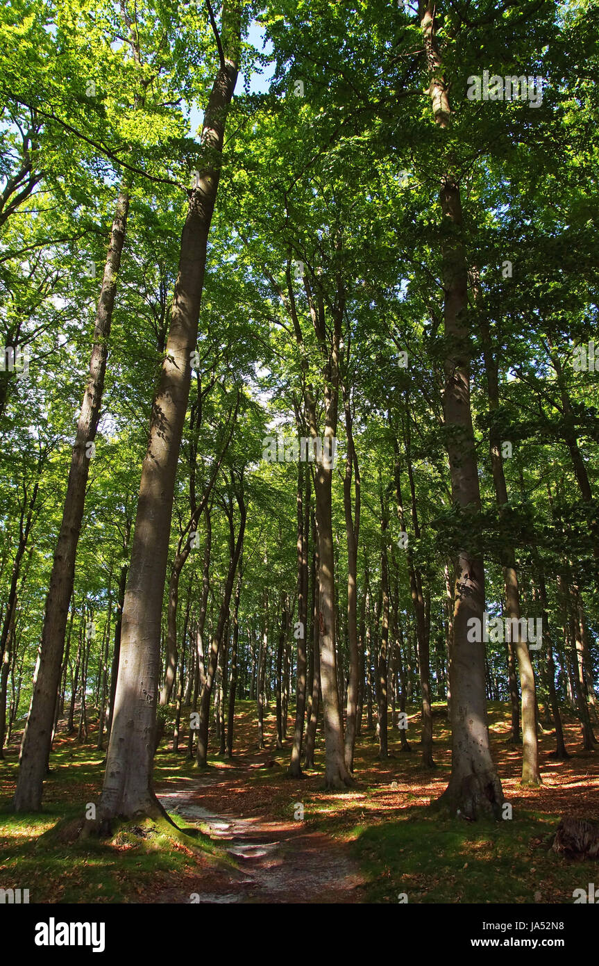 blue, book, tree, trees, plant, wood, deciduous tree, deciduous trees ...