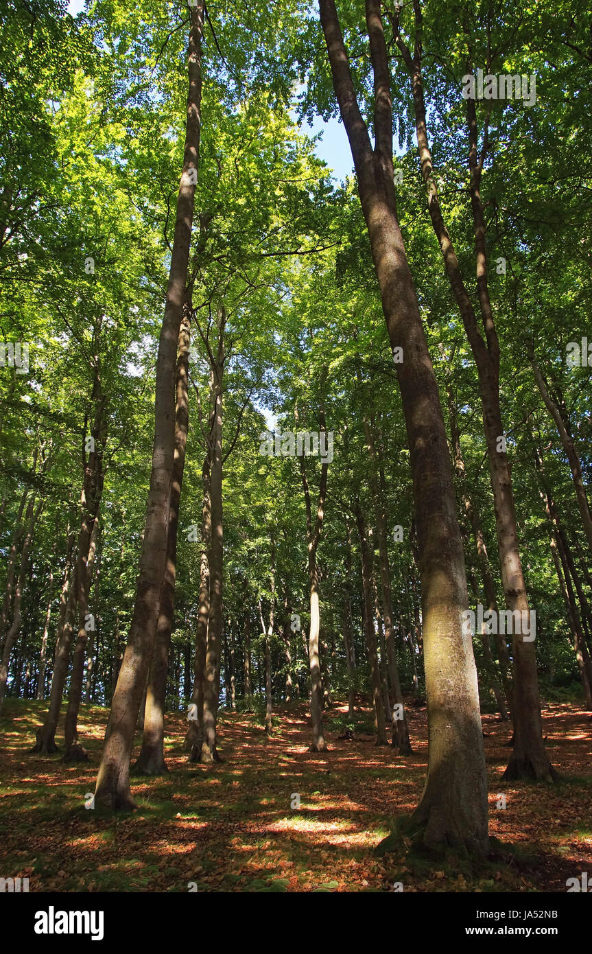 blue, book, tree, trees, plant, wood, deciduous tree, deciduous trees ...