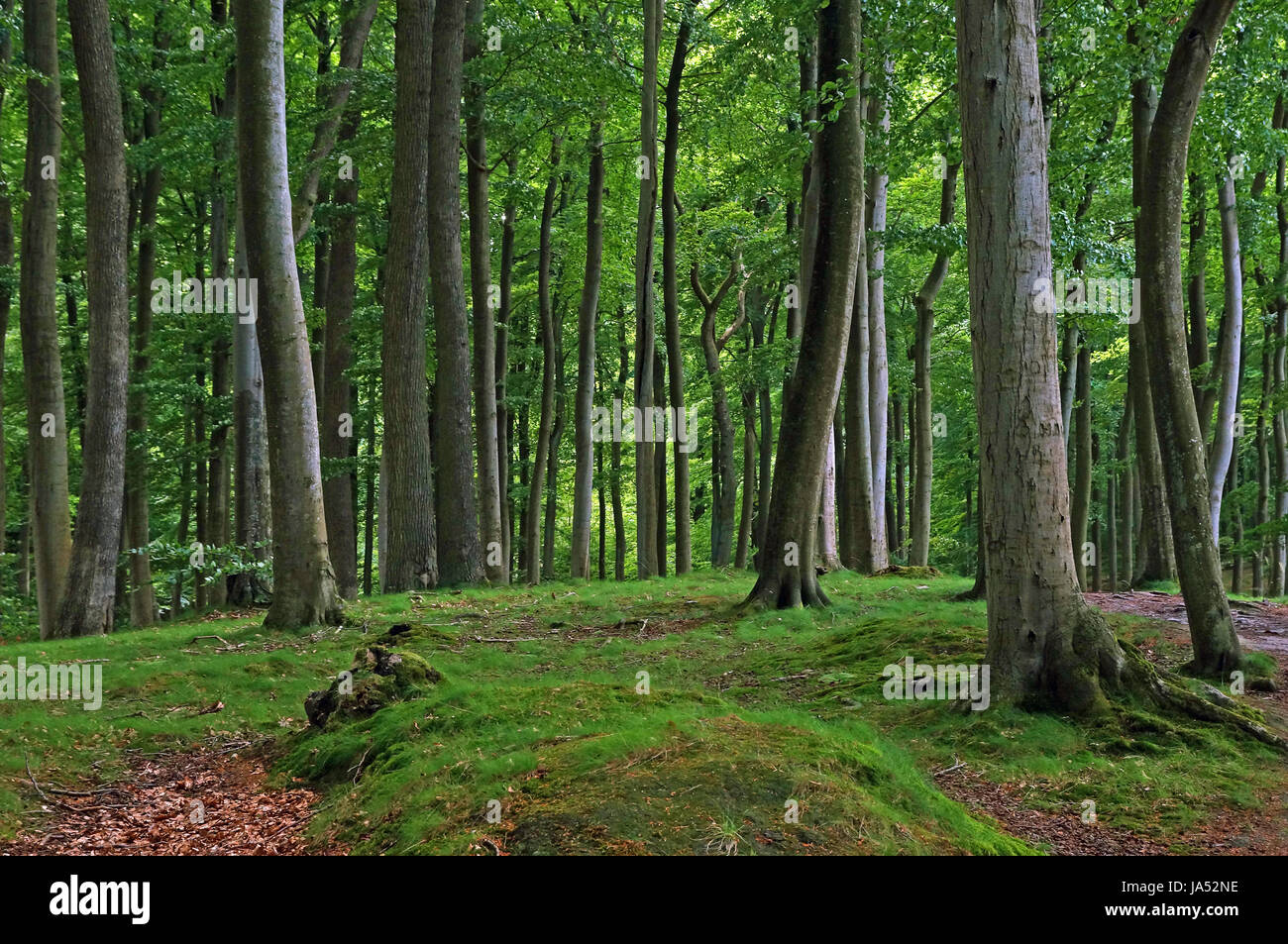 blue, book, tree, trees, plant, wood, deciduous tree, deciduous trees ...