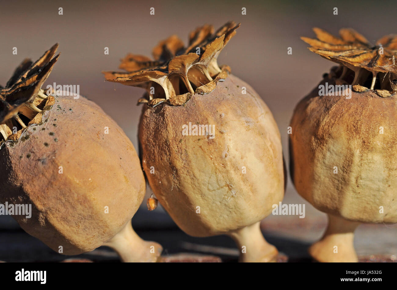 Sow poppy seed hi-res stock photography and images - Alamy