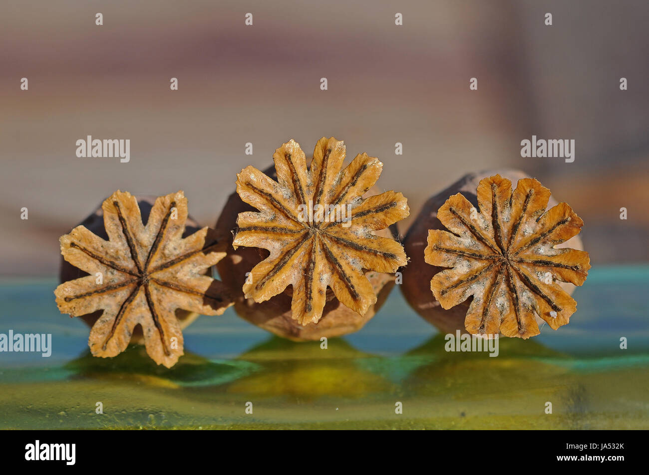 sperm, poppy, capsule, sperm, poppy, withers, seed vessel, radial ...