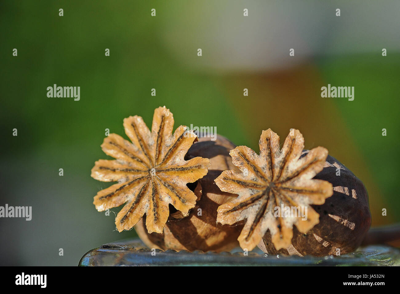 sperm, poppy, capsule, sperm, poppy, withers, seed vessel, radial ...